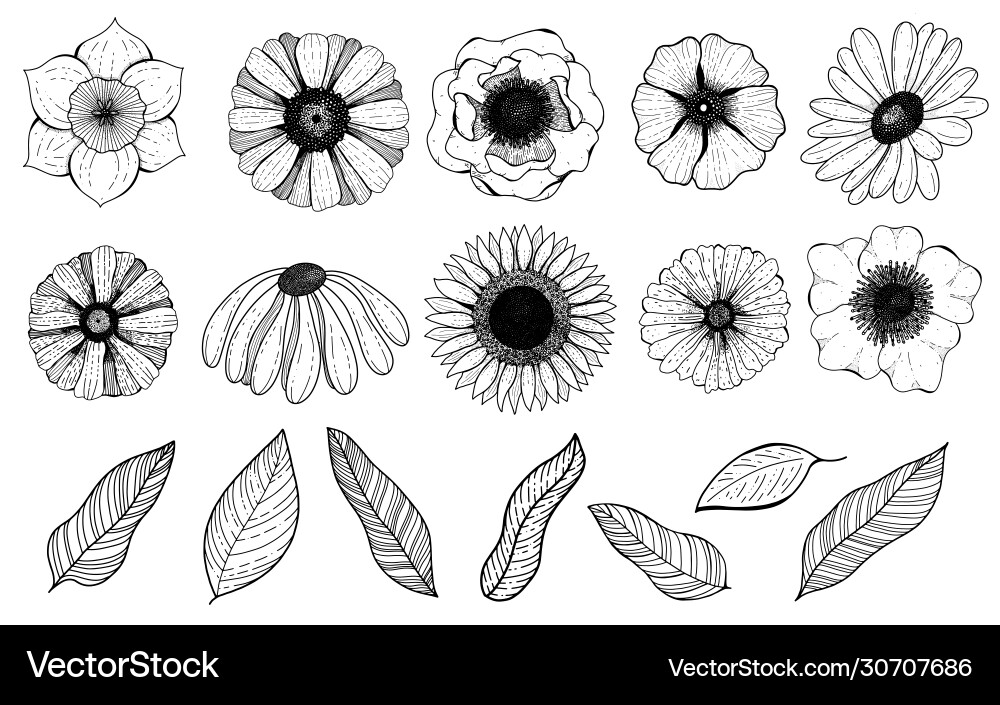 A set line art flowers and leaves Royalty Free Vector Image
