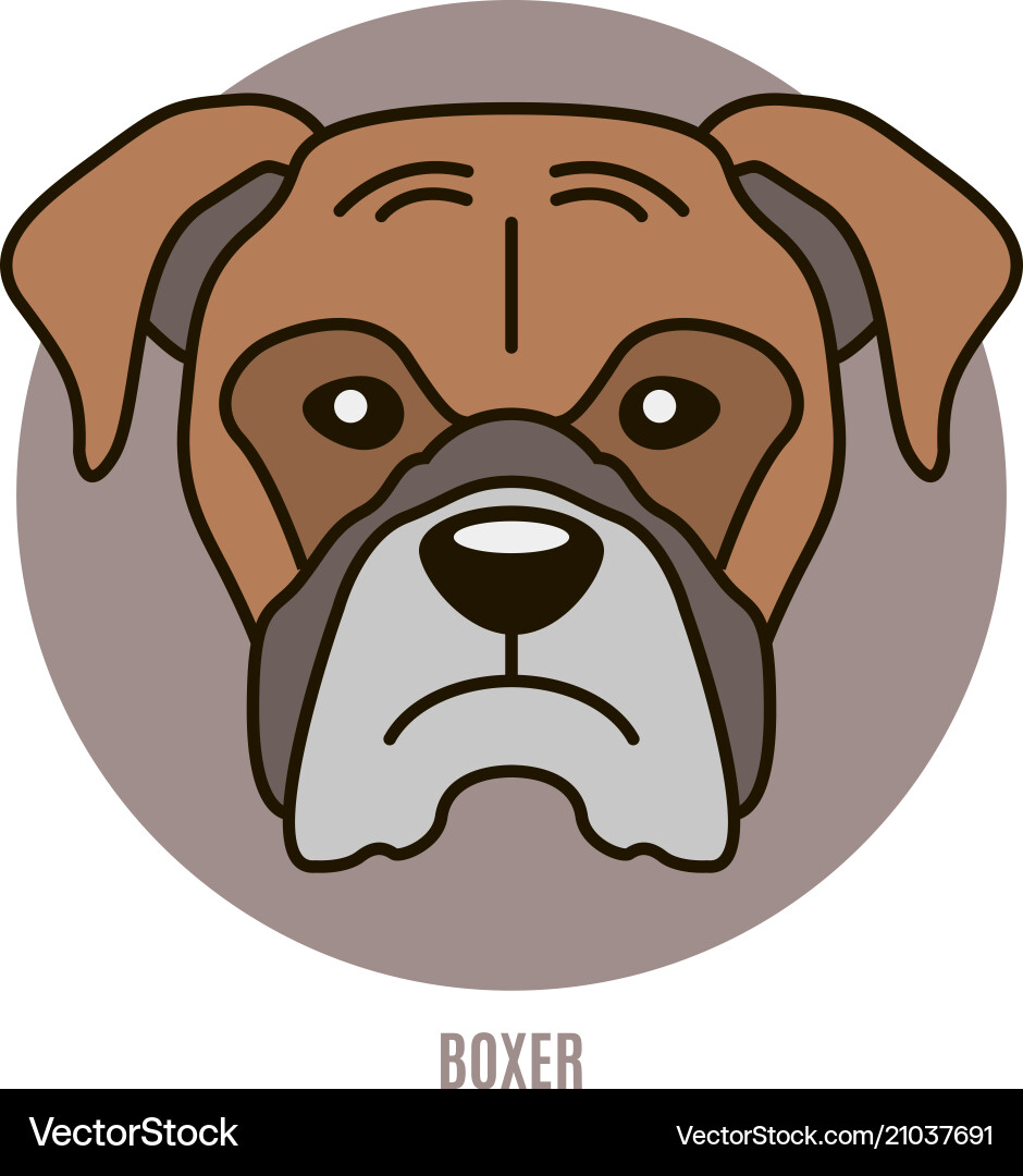 Portrait of boxer Royalty Free Vector Image - VectorStock