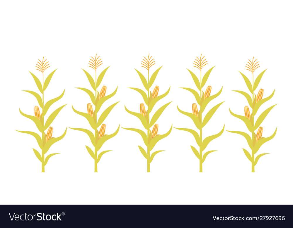 Corn Royalty Free Vector Image - VectorStock
