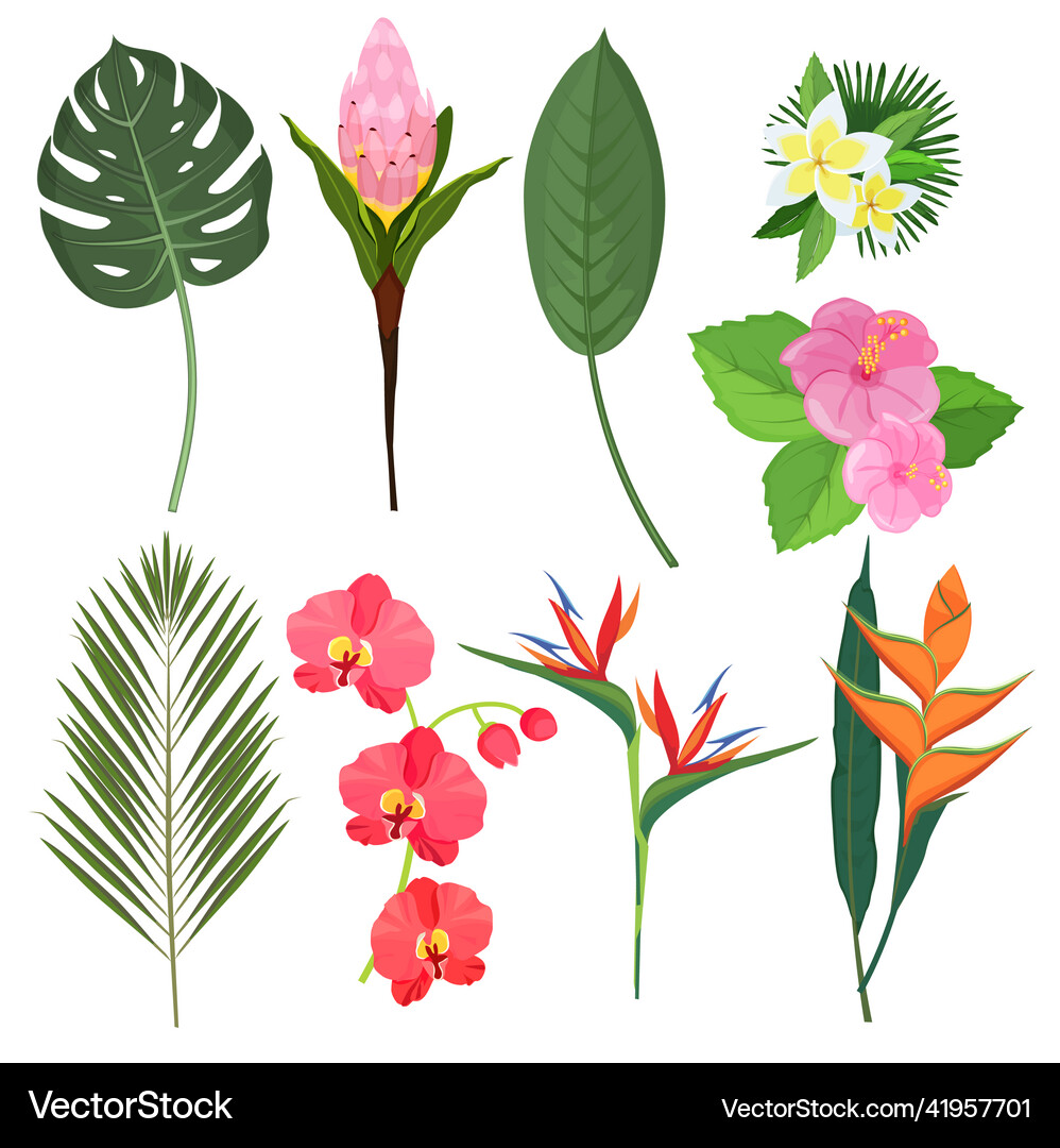 Tropical flowers exotic herbal bouquets Royalty Free Vector
