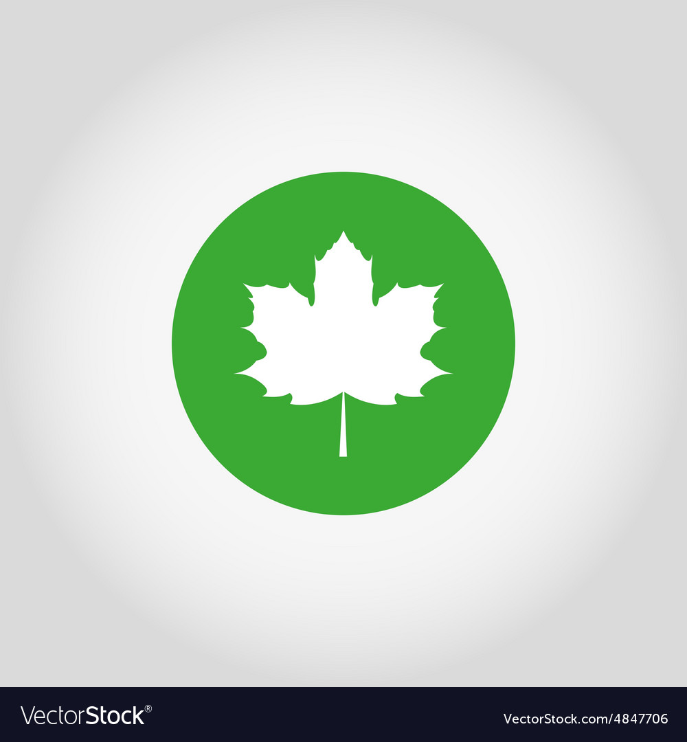 Maple leaf Royalty Free Vector Image - VectorStock
