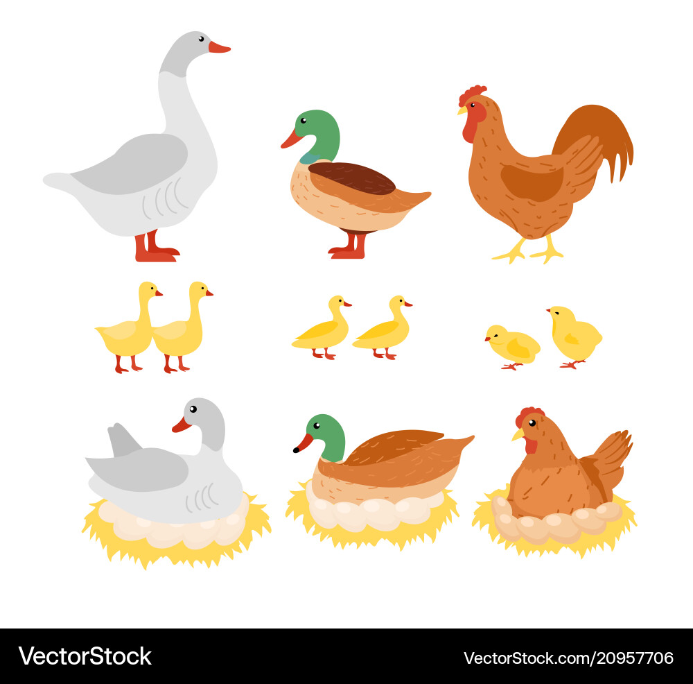 Set of poultry chicken hen Royalty Free Vector Image