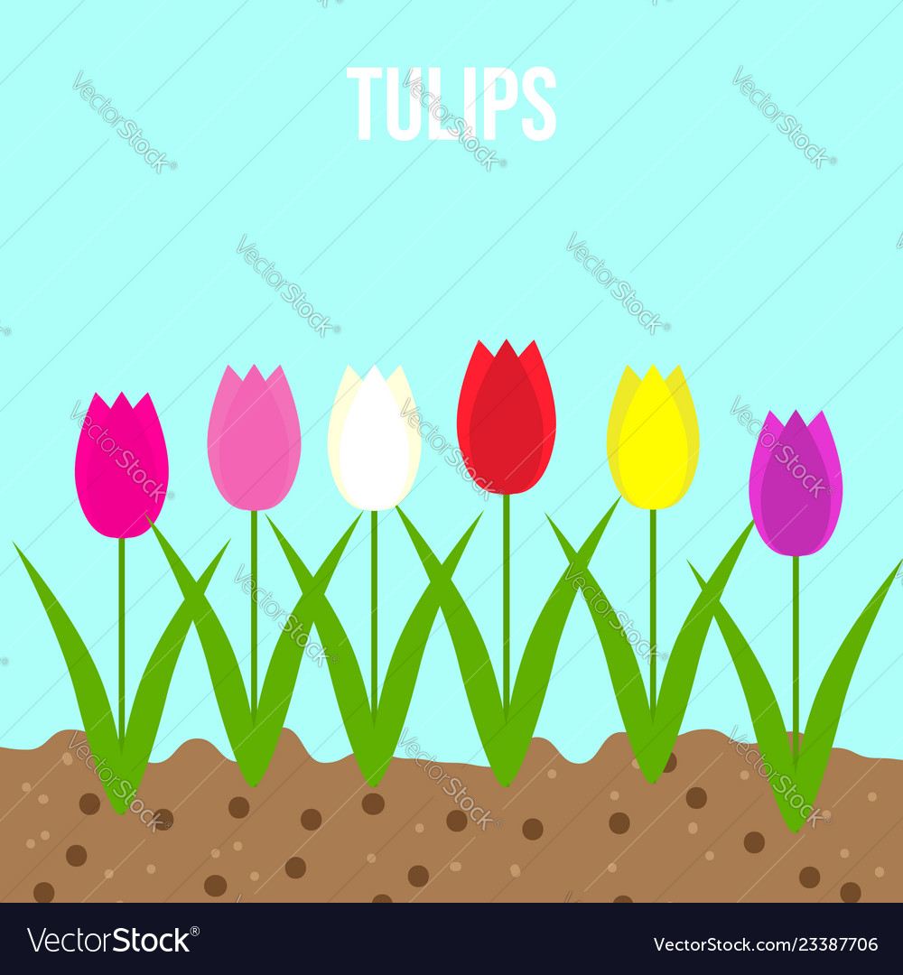 Tulips set spring garden flowers Royalty Free Vector Image
