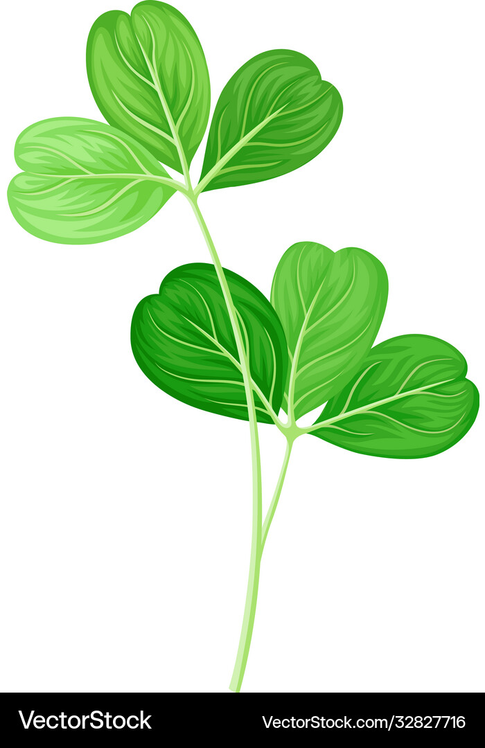 Green leaf and foliage with stem and veins Vector Image