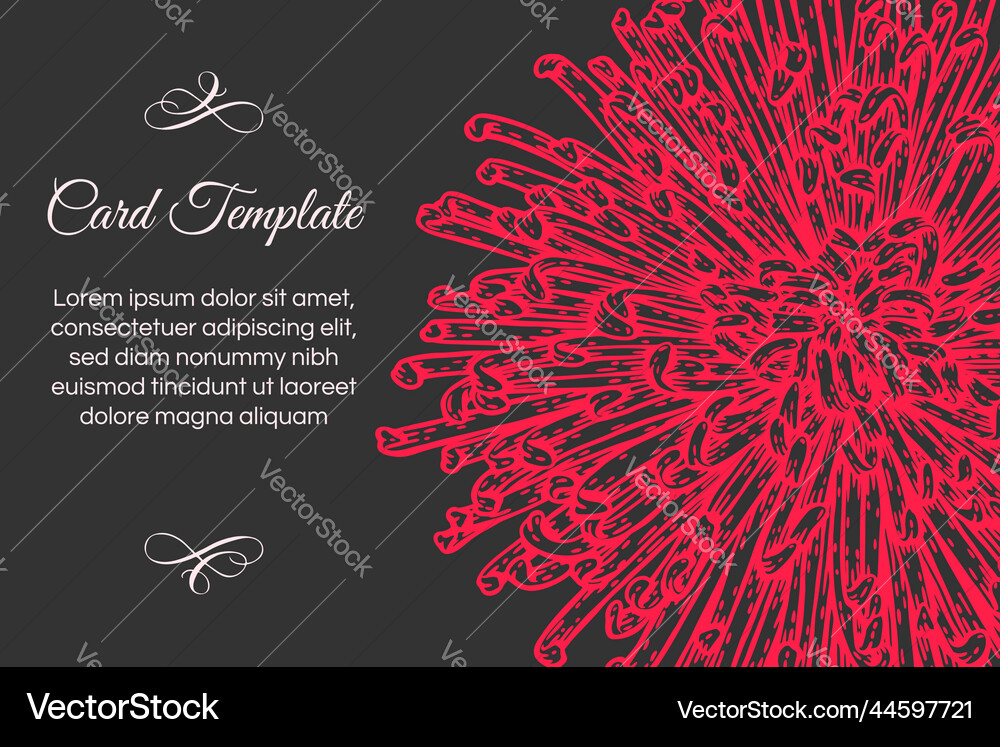 Chrysanthemum flower card template red and black Vector Image