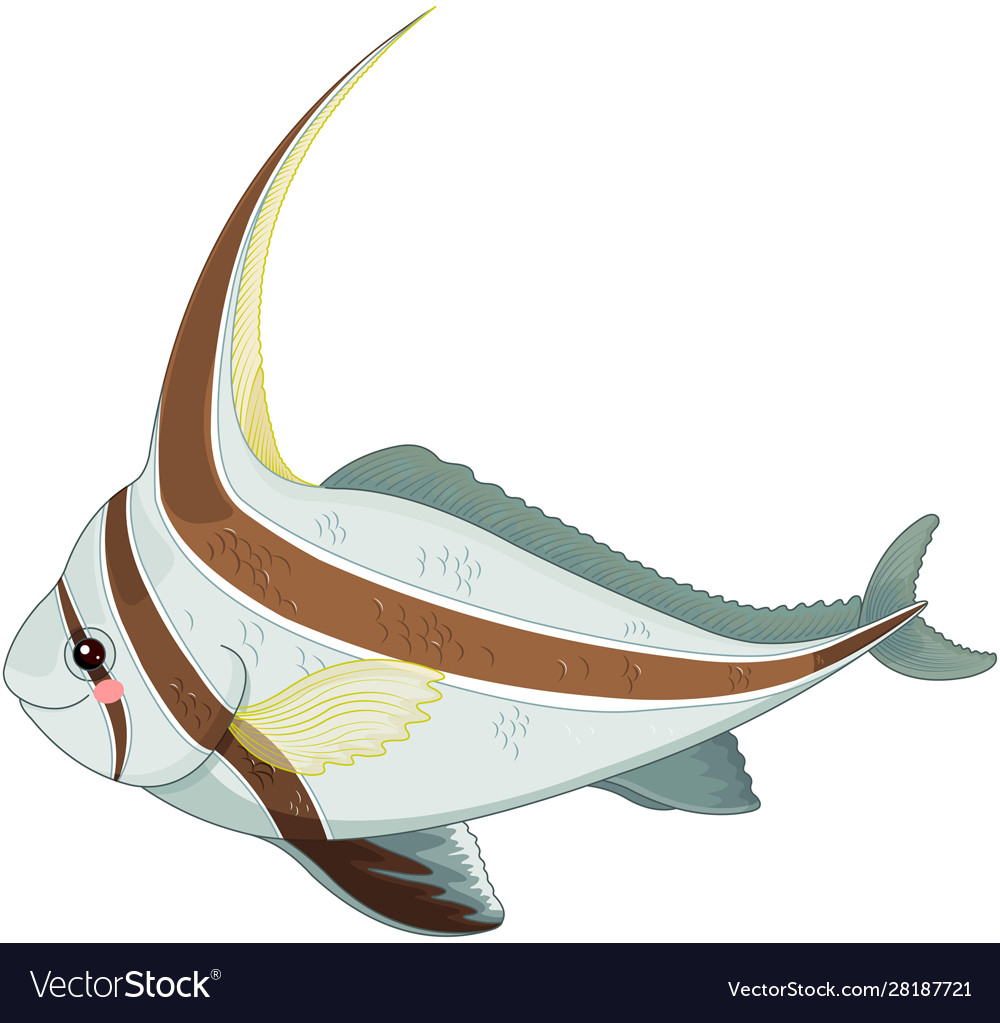 Jackknife fish Royalty Free Vector Image - VectorStock