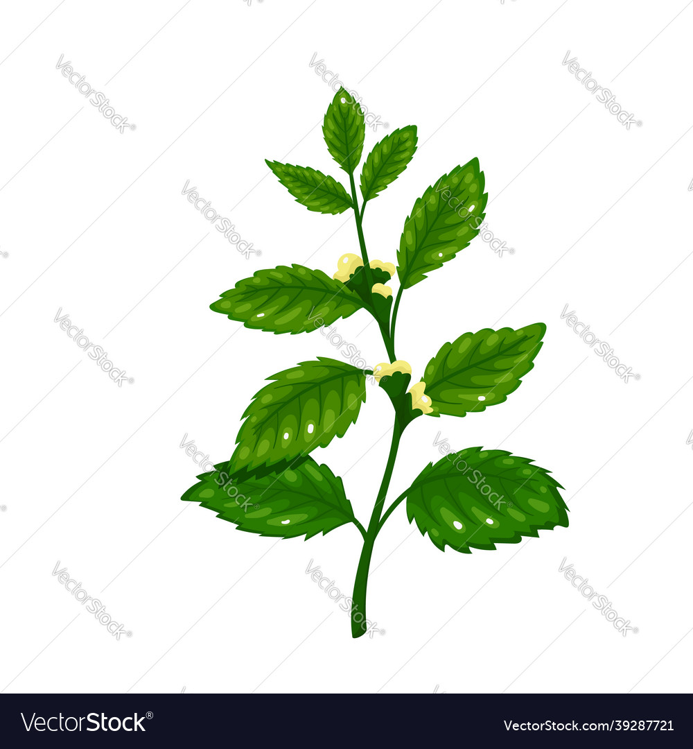 Lemon balm Royalty Free Vector Image - VectorStock