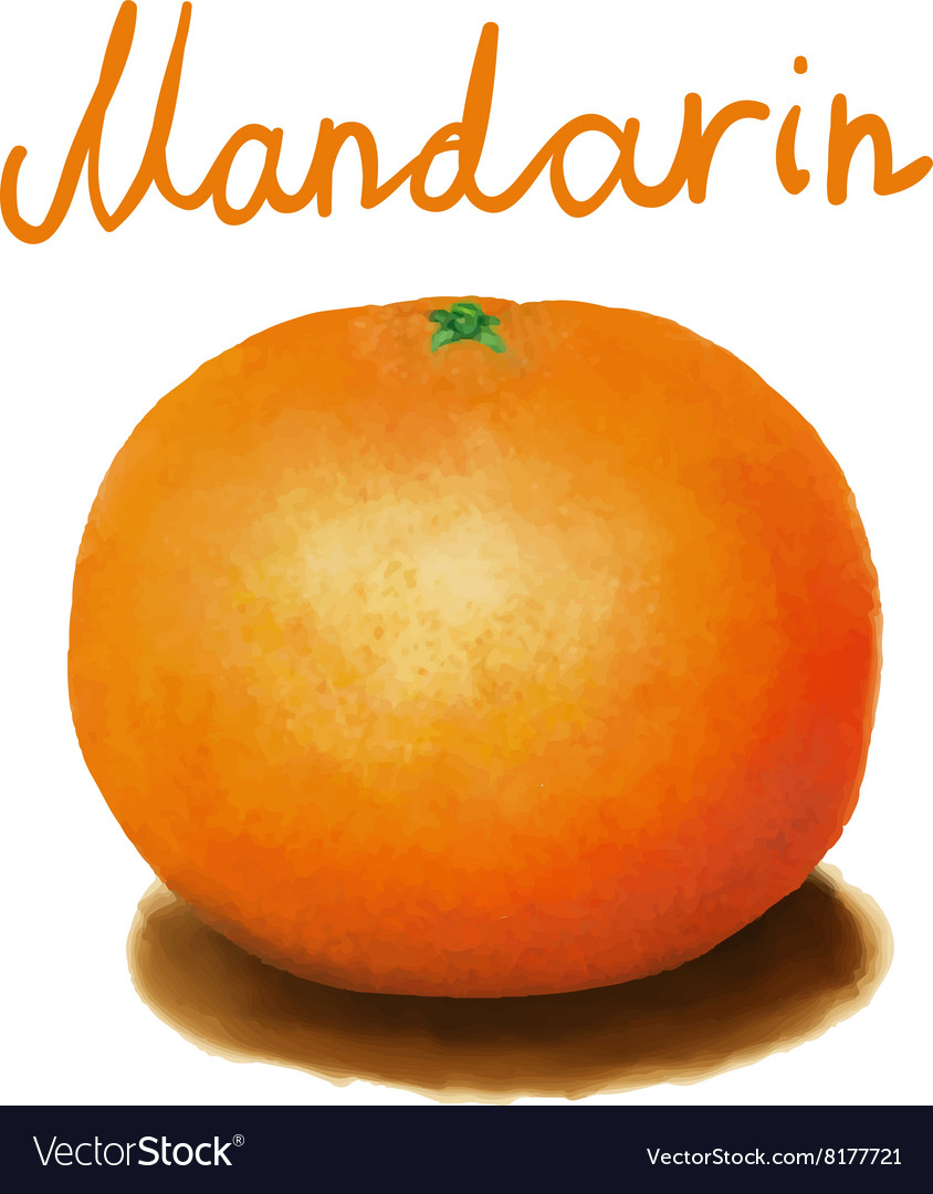 Painted mandarin Royalty Free Vector Image - VectorStock