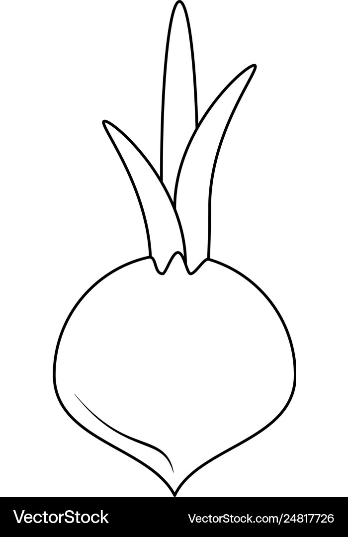 Onion fresh vegetable in black and white Vector Image