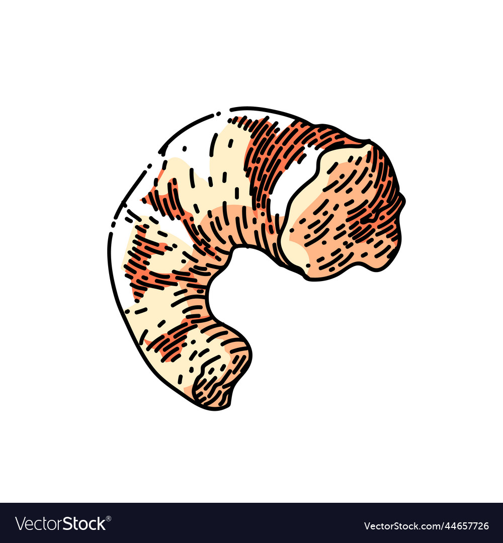 Shrimp peeled sketch hand drawn Royalty Free Vector Image Shrimp peeled sketch hand drawn Royalty Free Vector Image