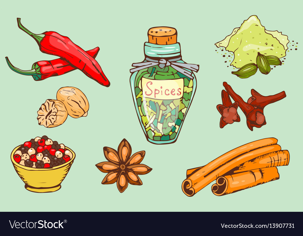 Spices seasoning hand drawn style food herbs Vector Image Spices seasoning hand drawn style food herbs Vector Image