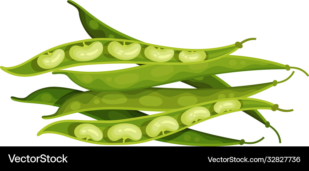 Grain legume or pulse crop with pod and beans Vector Image