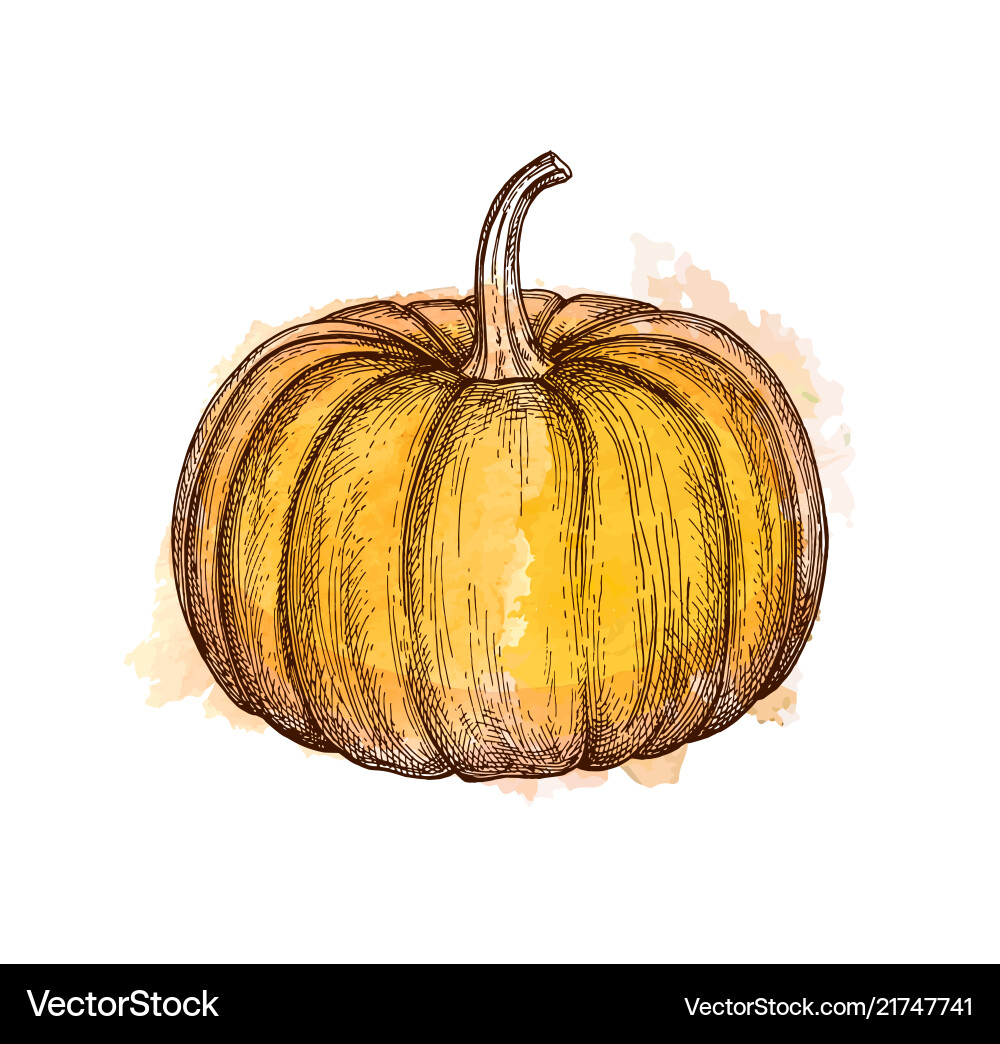 Ink sketch of pumpkin Royalty Free Vector Image