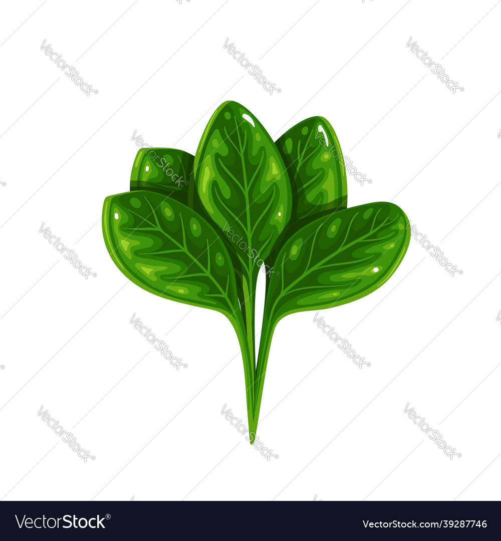 Spinach Royalty Free Vector Image - VectorStock
