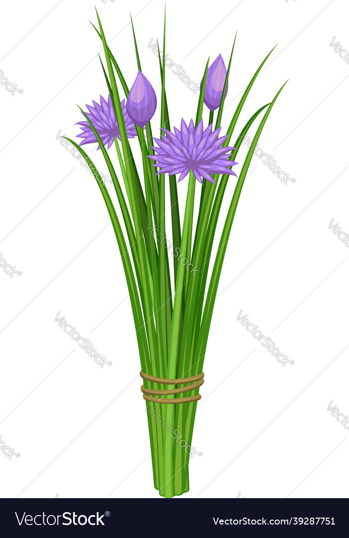 Chives Royalty Free Vector Image - VectorStock