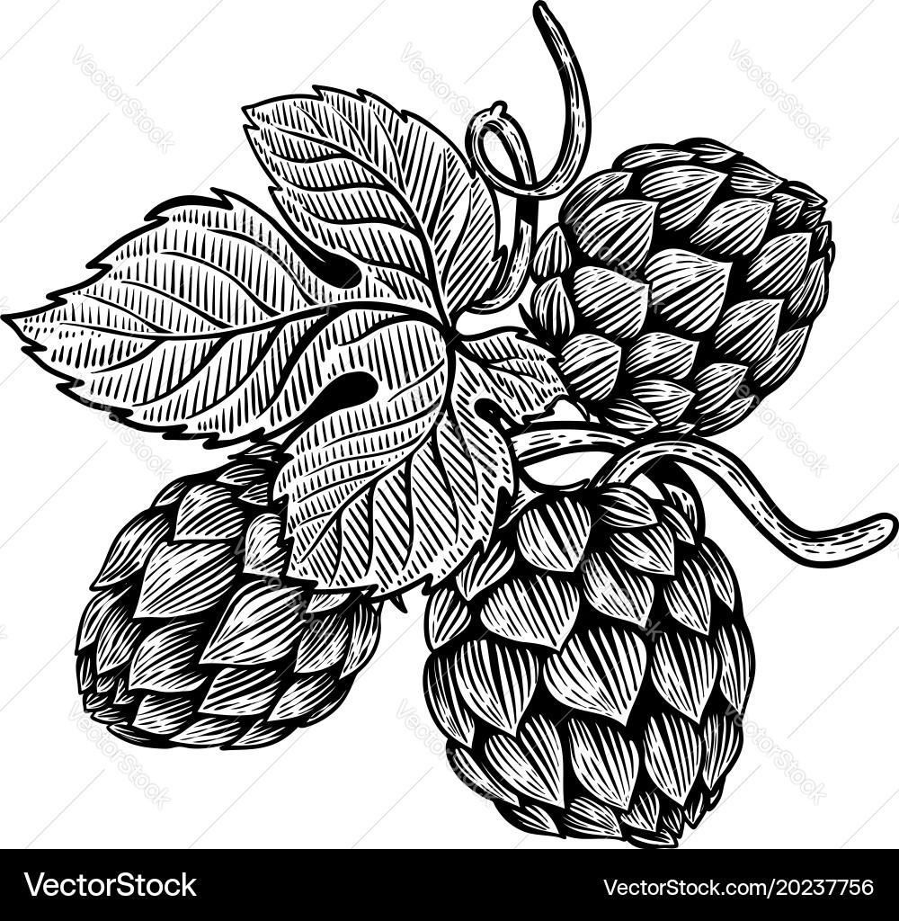 Beer hop in engraving style design element Vector Image