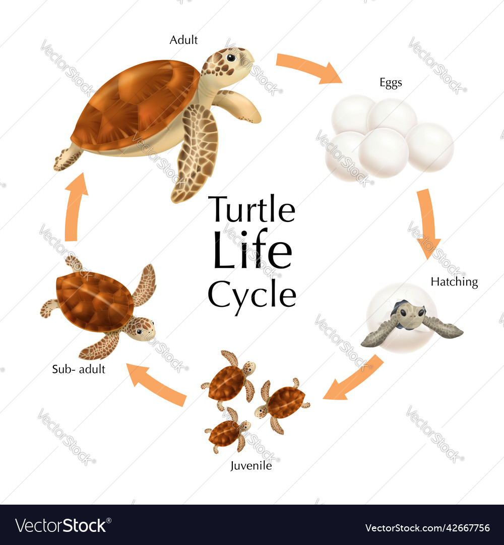 Turtle life cycle set Royalty Free Vector Image