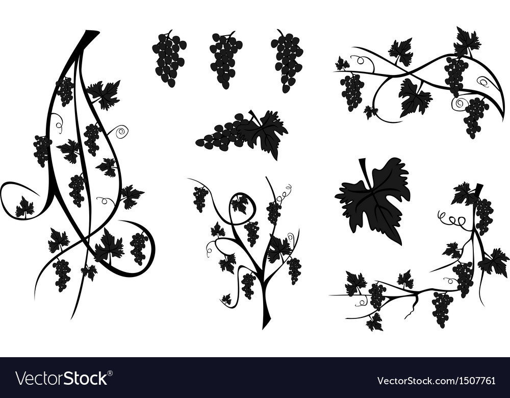 Grapes Royalty Free Vector Image - VectorStock Grapes Royalty Free Vector Image - VectorStock
