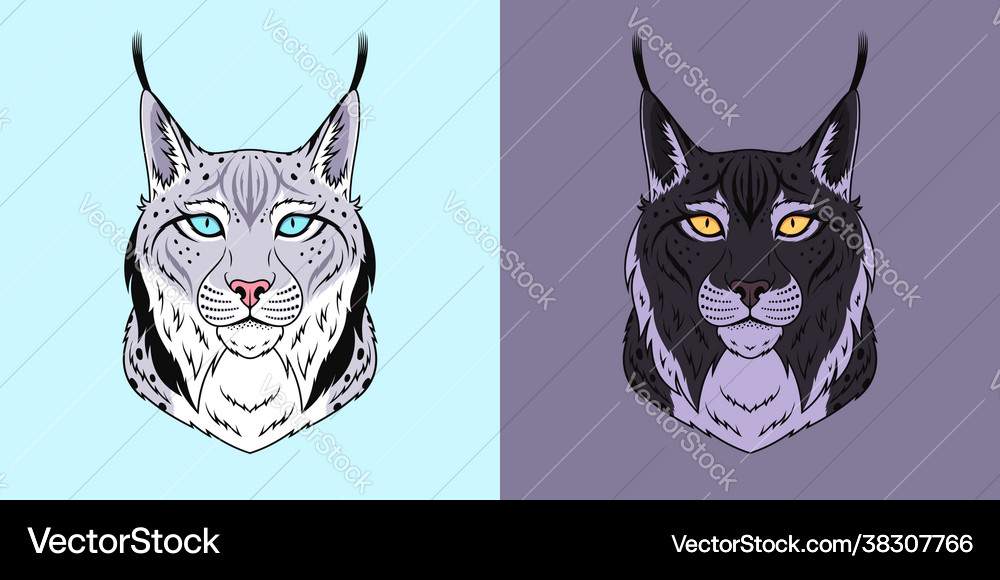 White and black lynx head with blue golden Vector Image