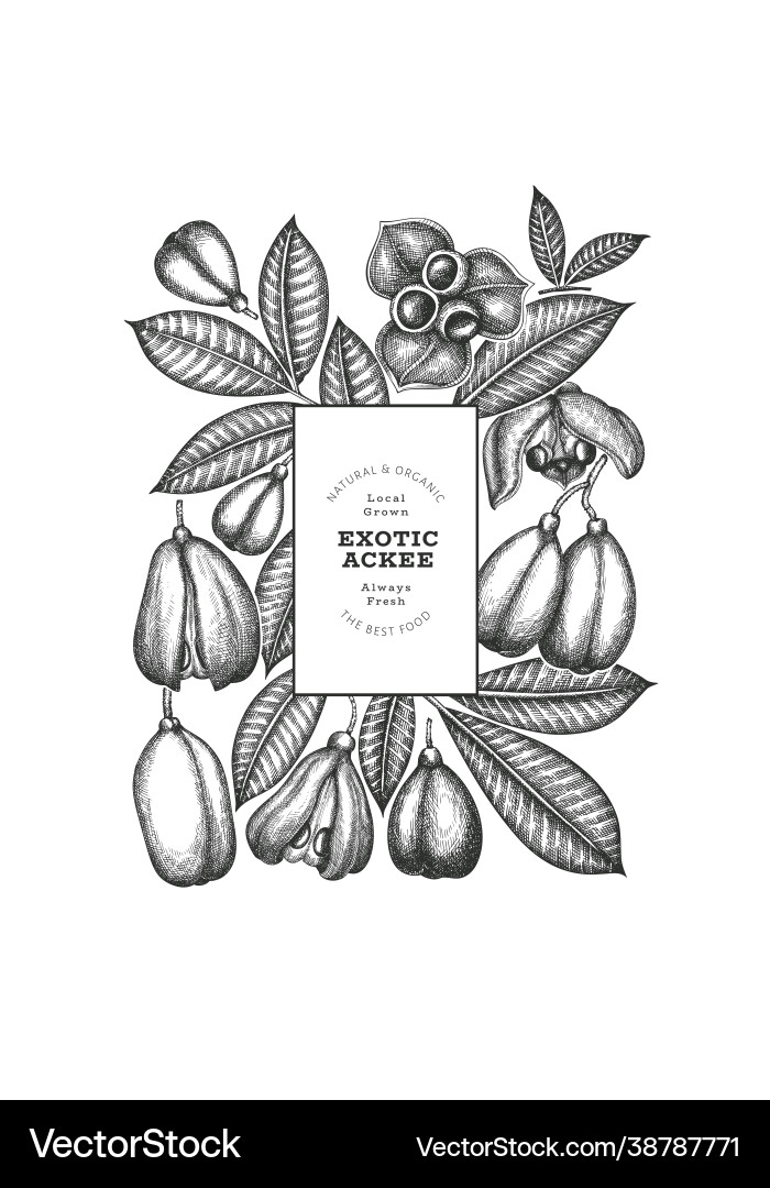 Hand drawn sketch style ackee banner organic Vector Image