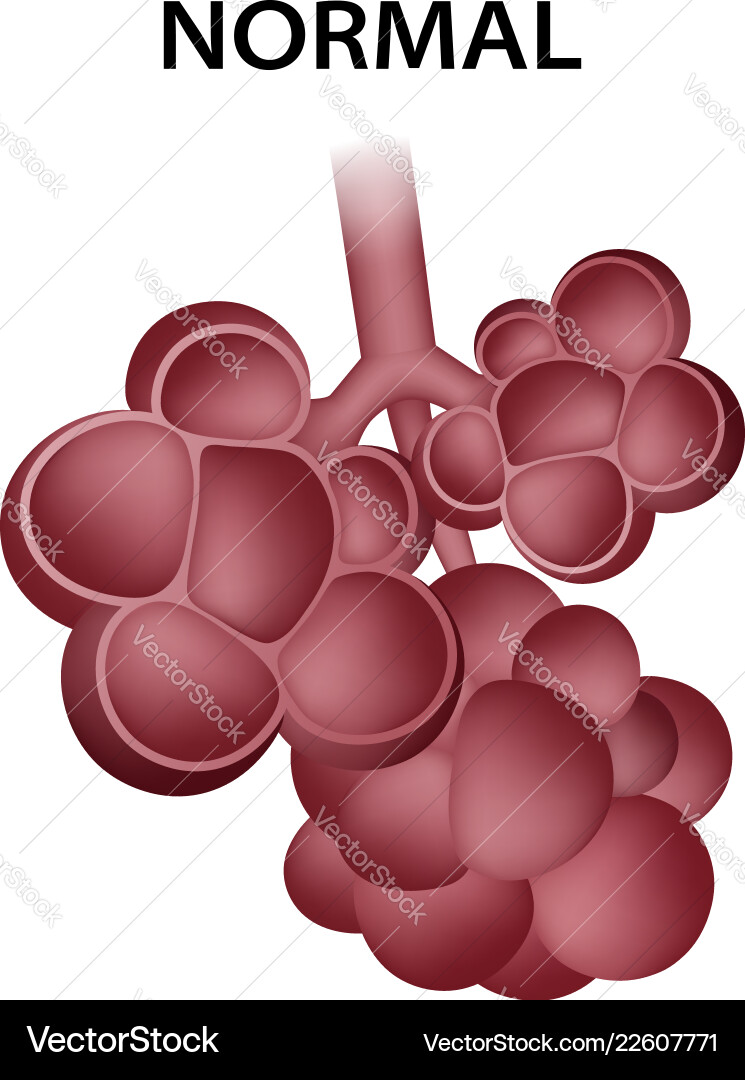 Normal healthy alveoli icon realistic style Vector Image