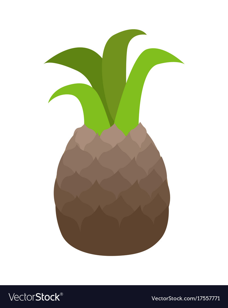 Pineapple Royalty Free Vector Image - VectorStock