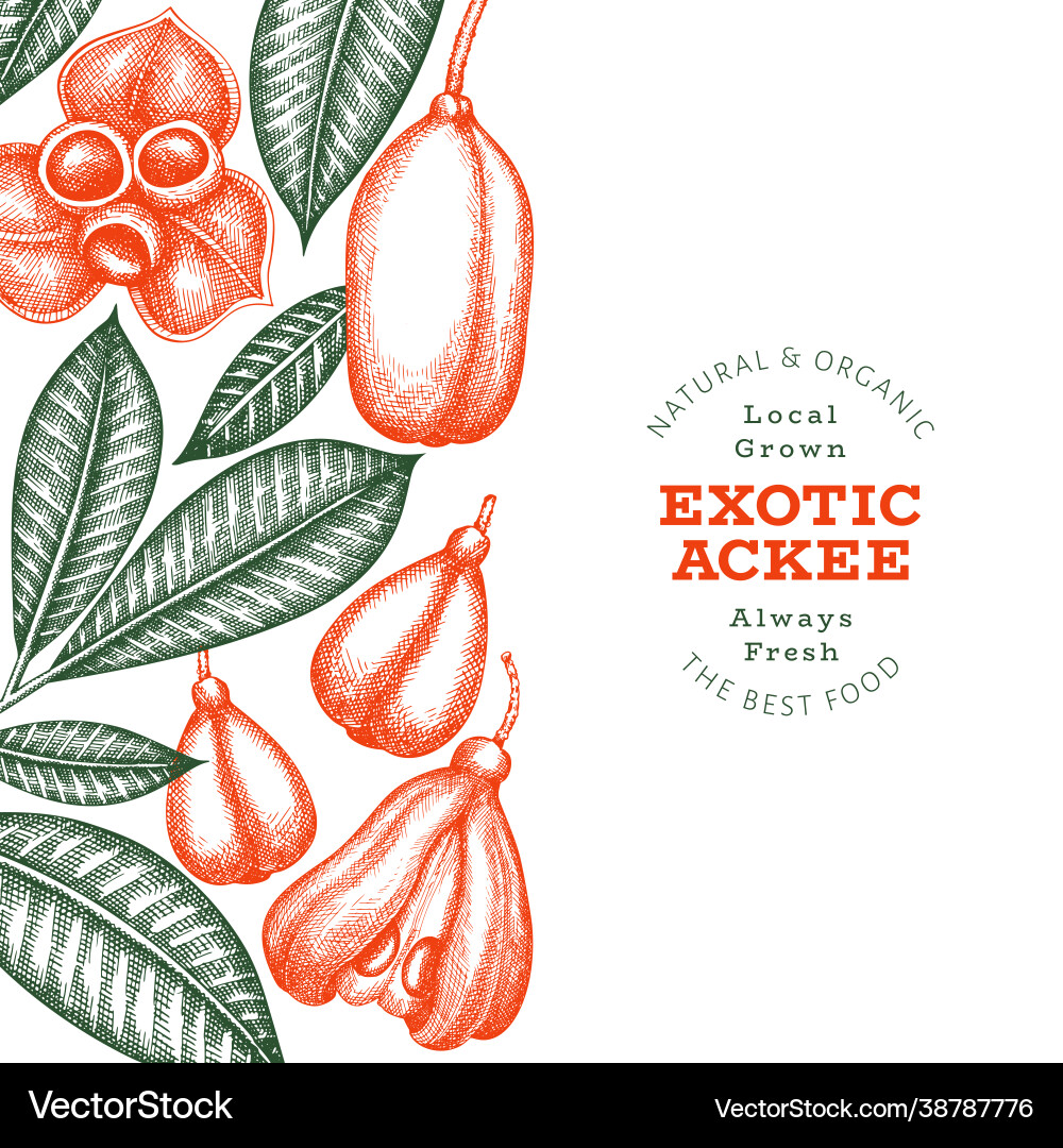 Hand drawn sketch style ackee banner organic Vector Image