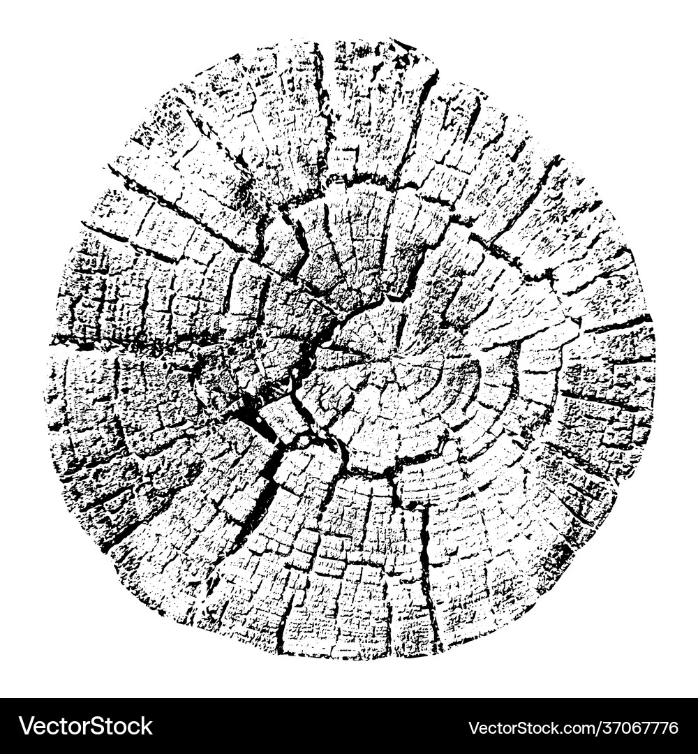 Tree growth rings natural cut wood trace Vector Image
