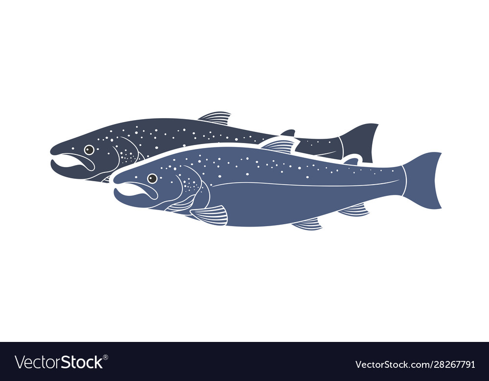 Salmon Royalty Free Vector Image - VectorStock