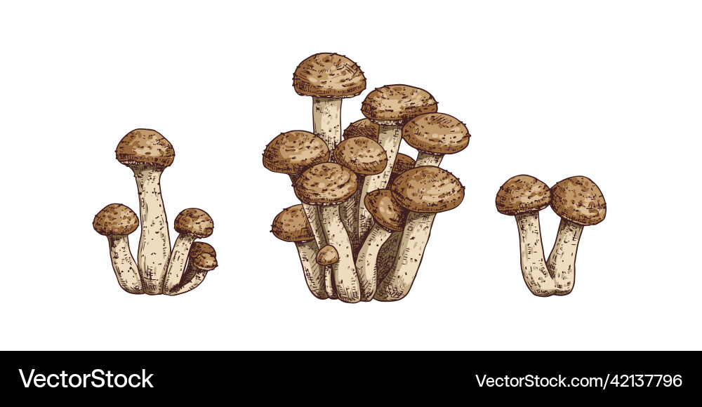 Hand drawn honey fungus Royalty Free Vector Image