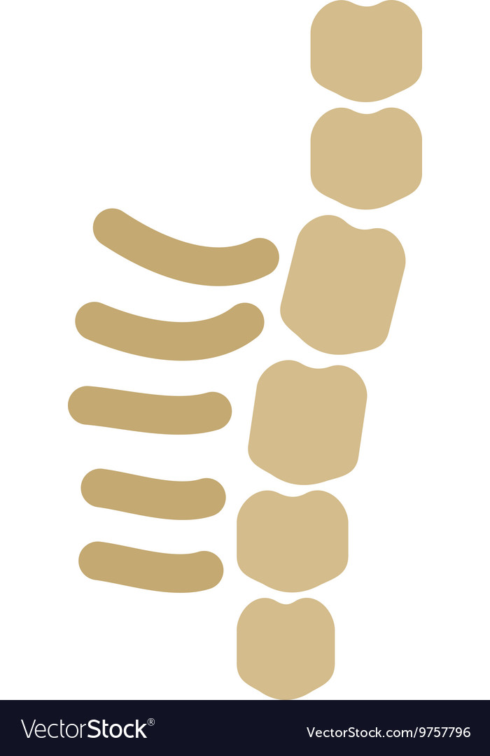 Spine Royalty Free Vector Image - VectorStock