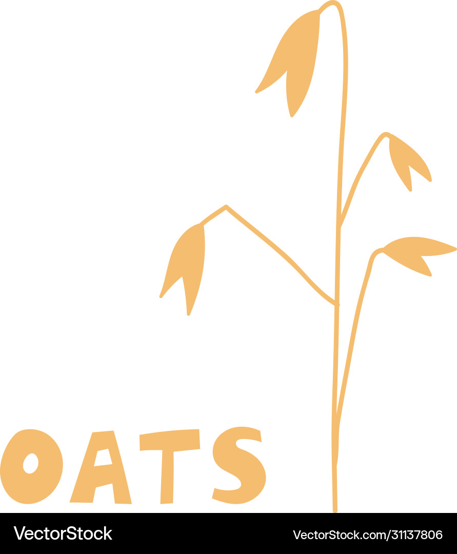 Oat plants agriculture wheat logo template Vector Image