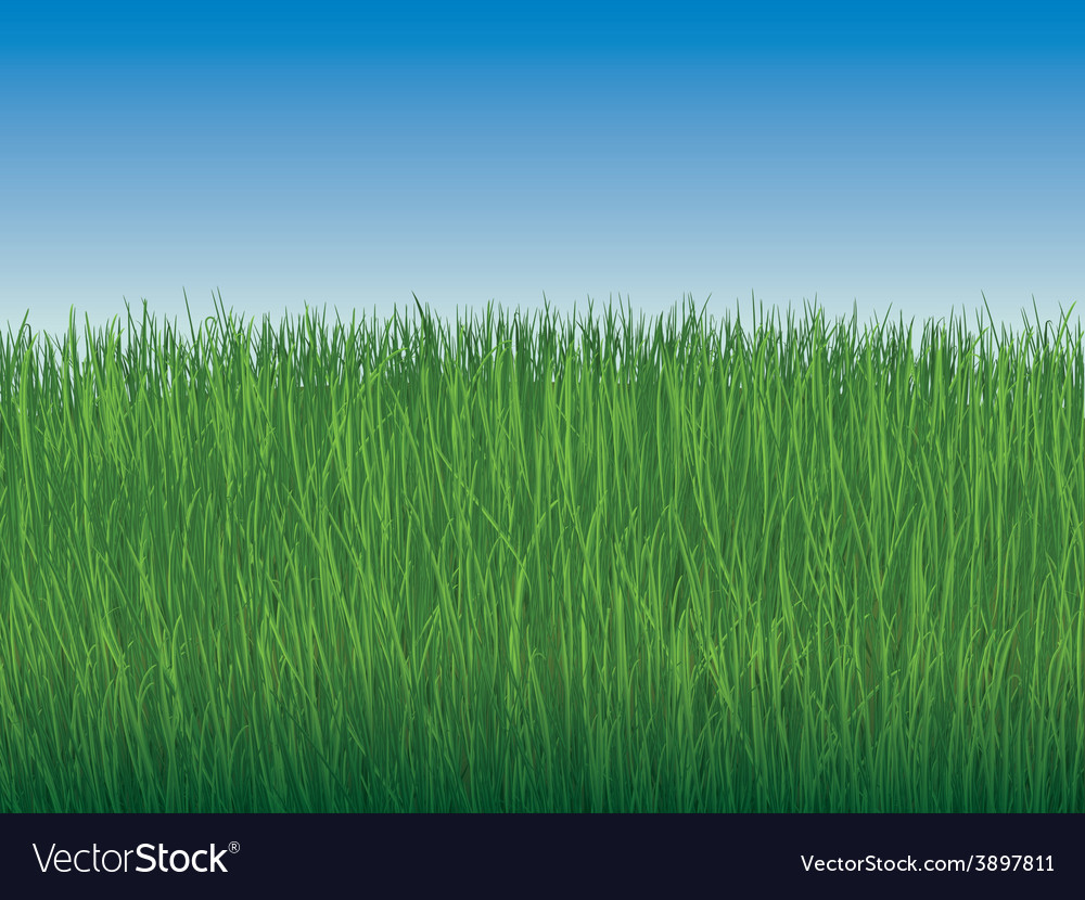 Grass Royalty Free Vector Image - VectorStock