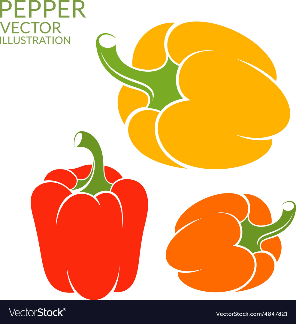 Bell pepper Royalty Free Vector Image - VectorStock