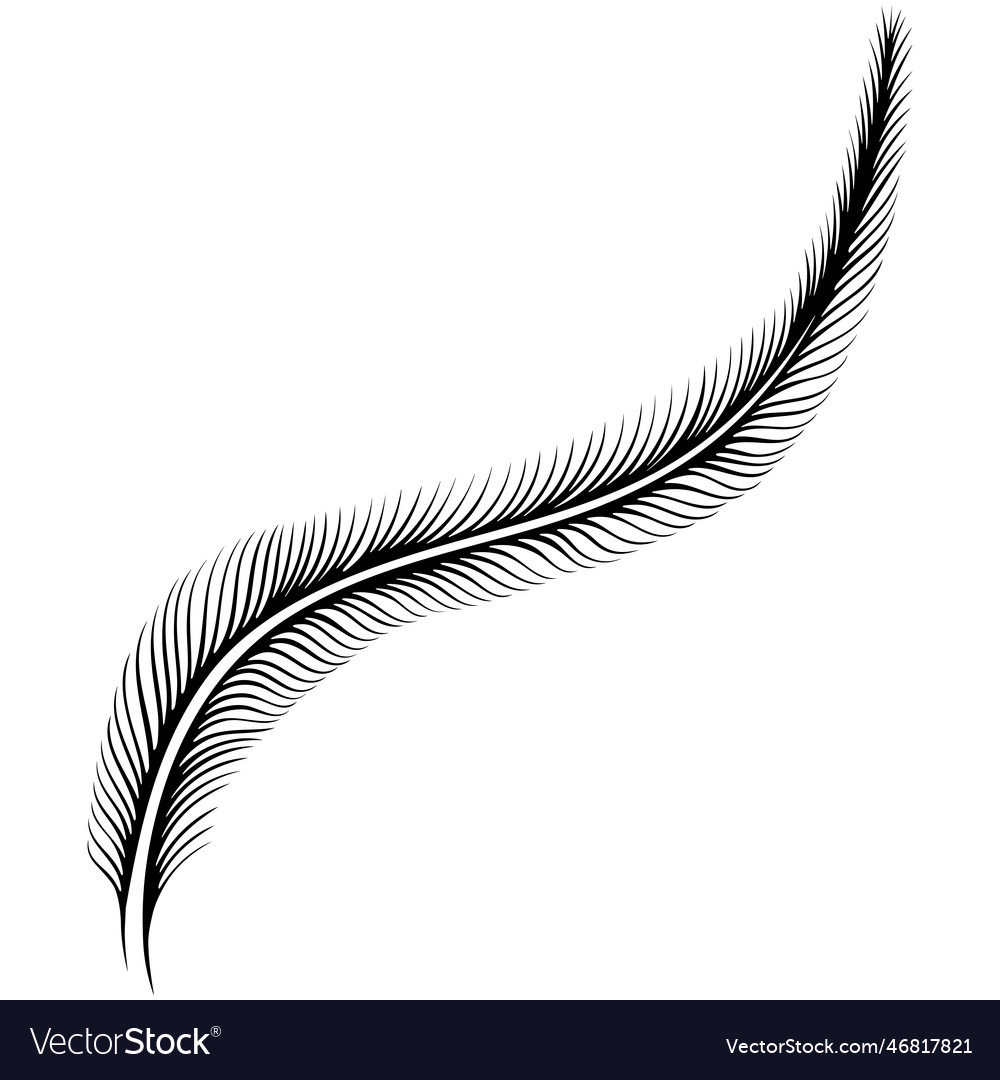 Long Feather Line Art Royalty Free Vector Image