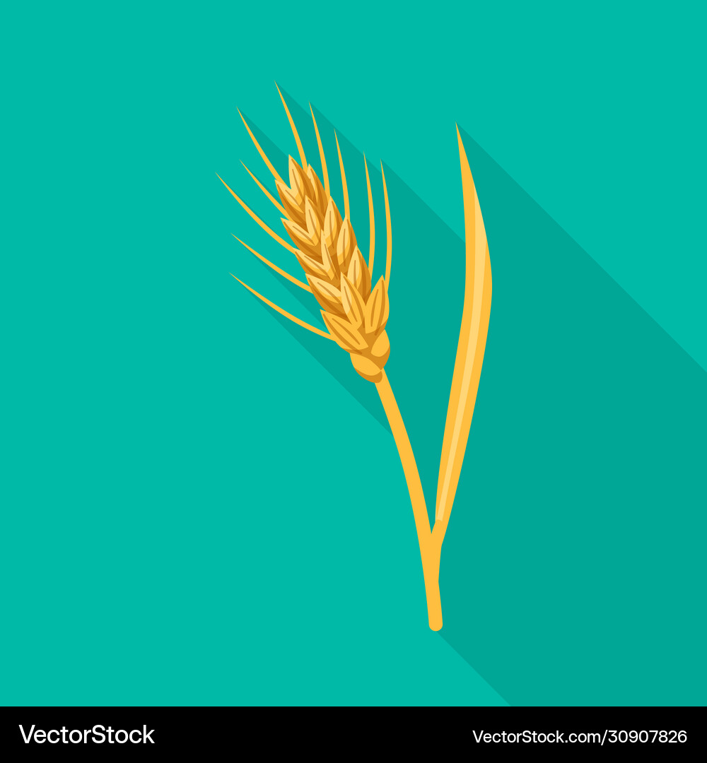 Sheaf Of Barley