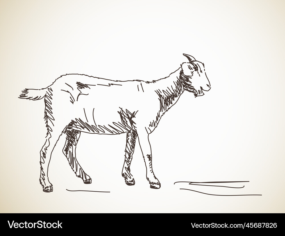 Sketch of goat Royalty Free Vector Image - VectorStock