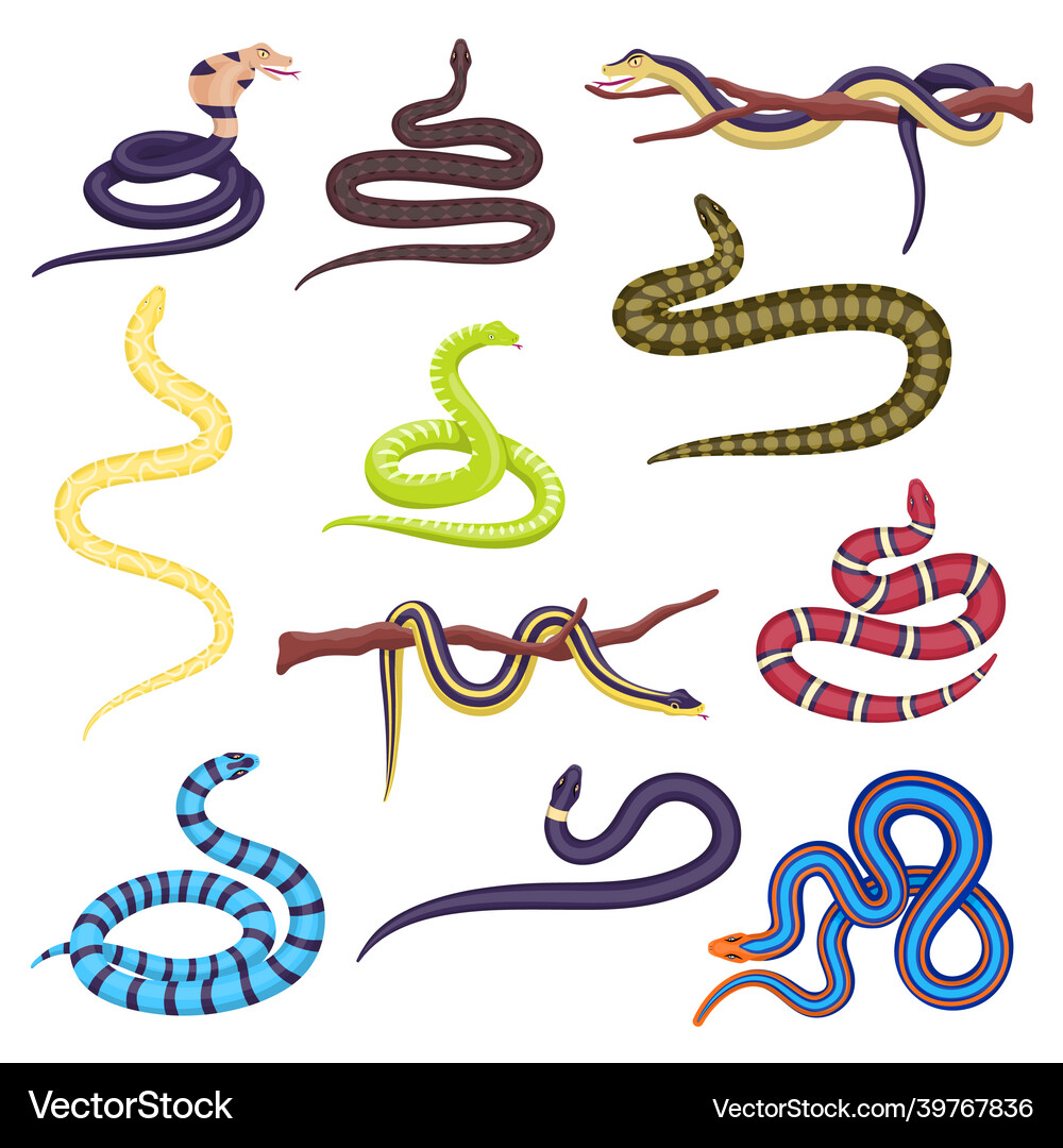 Colorful Snake Icon Set - Reptile Collection Vector Image