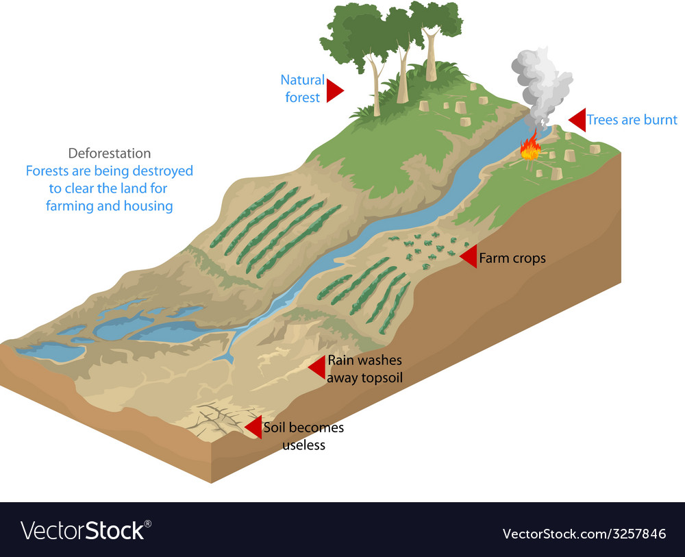 Deforestation Royalty Free Vector Image - VectorStock