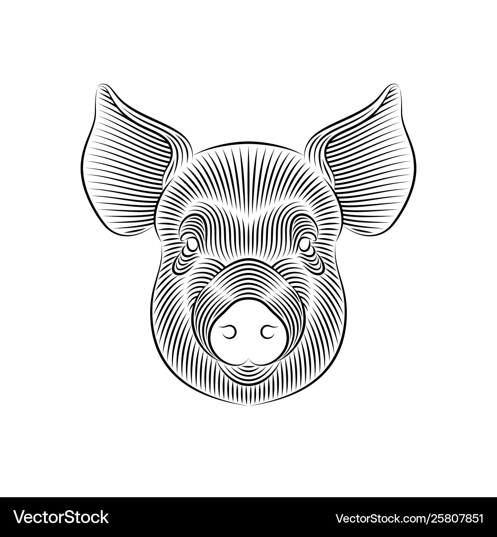 Engraving stylized pig portrait on white Vector Image