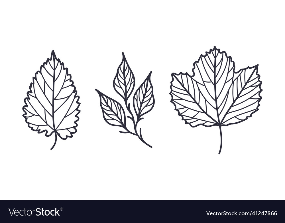 Hand drawn autumn leaf contour or outline Vector Image