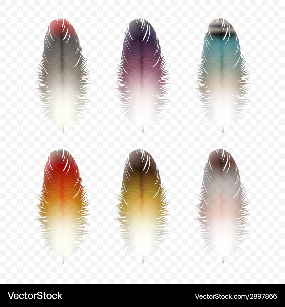 Set of feathers isolated Royalty Free Vector Image