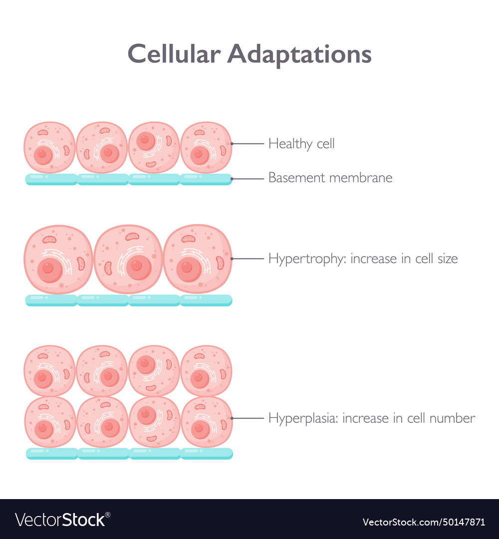 Cellular adaptations Royalty Free Vector Image