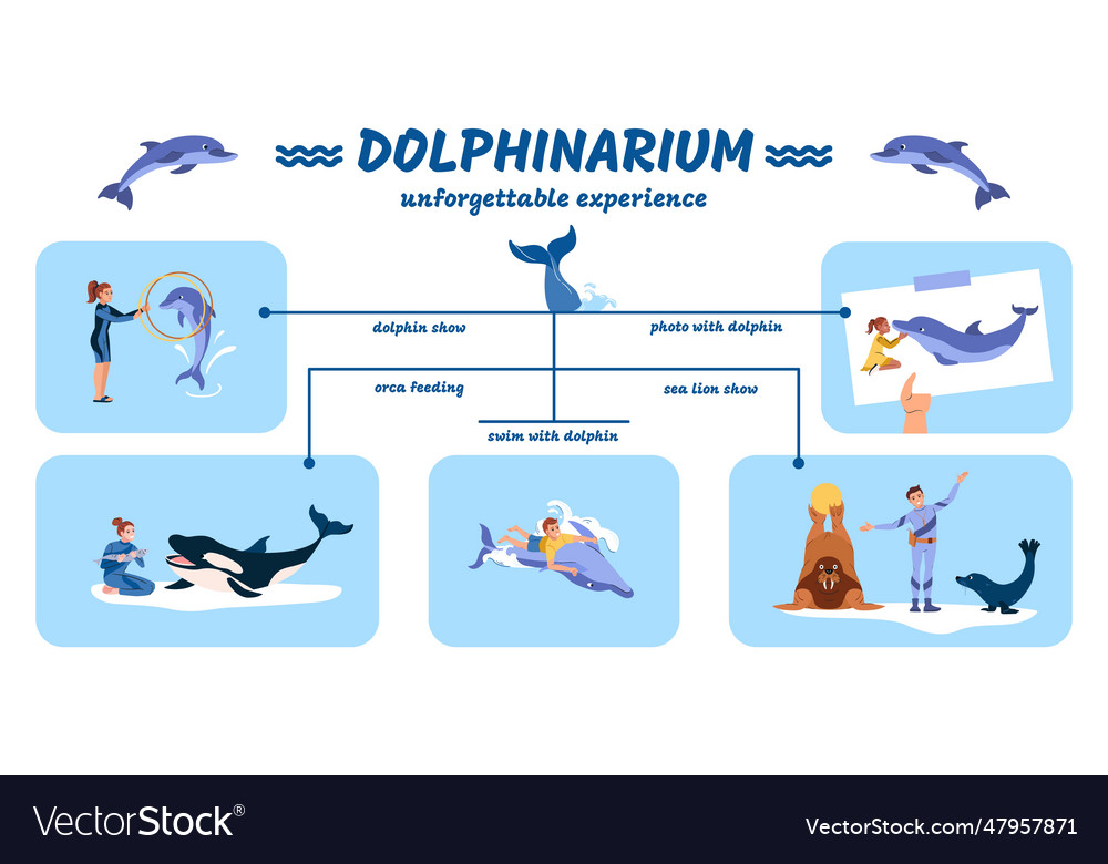 Dolphinarium flat infographic Royalty Free Vector Image