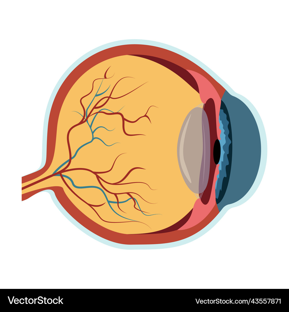 Eye structures icon design Royalty Free Vector Image