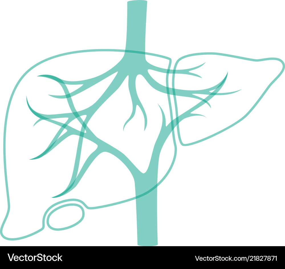 Isolated of liver Royalty Free Vector Image - VectorStock
