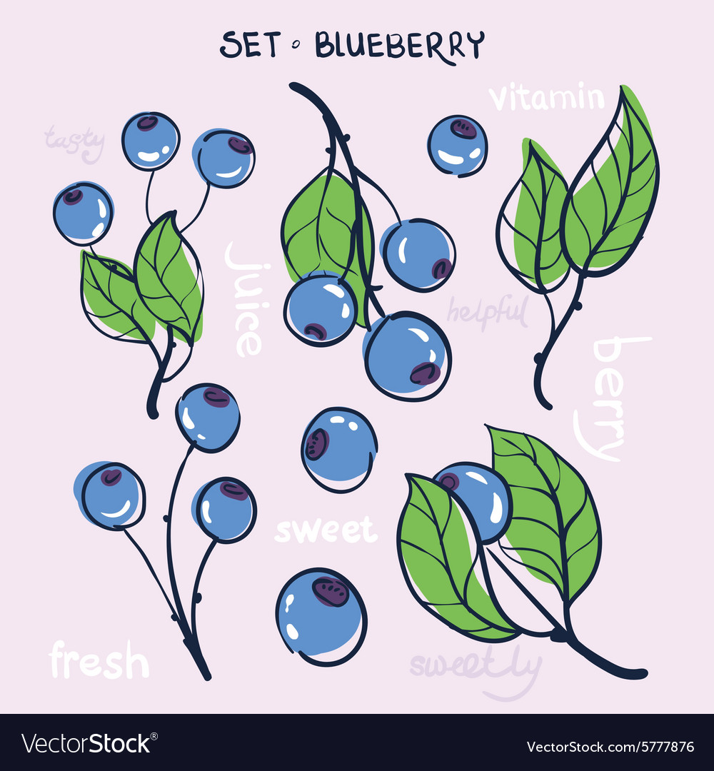 Blueberry Royalty Free Vector Image - VectorStock