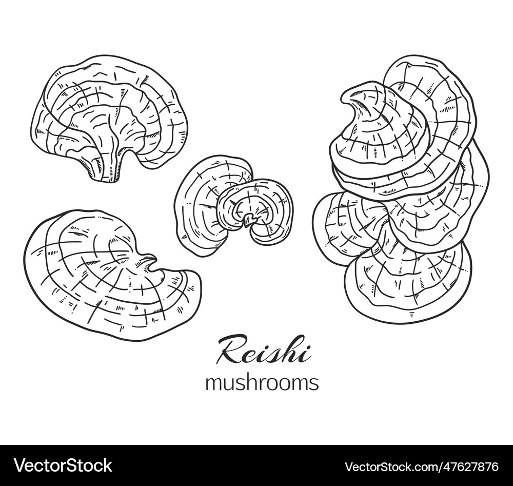 Reishi mushroom hand drawn collection Royalty Free Vector