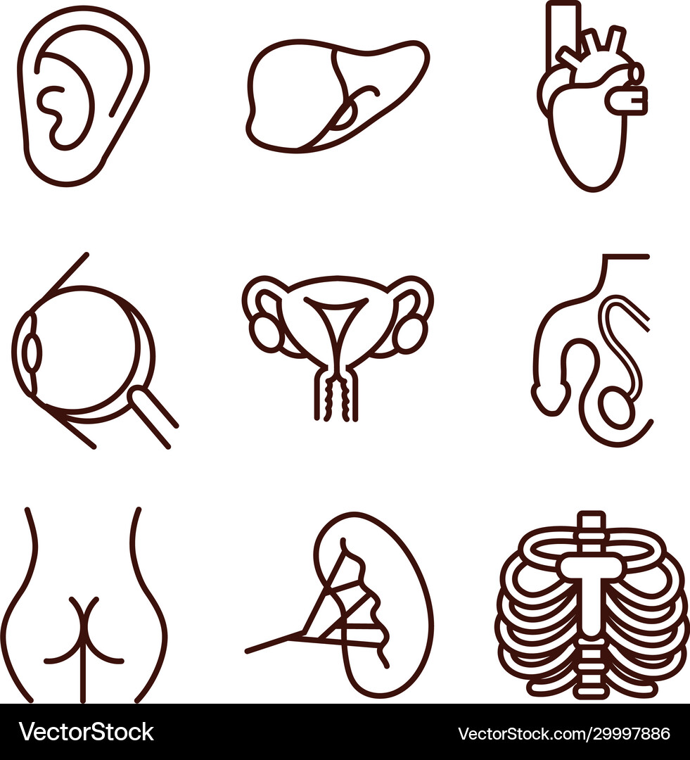 Bundle body parts and organs icons Royalty Free Vector Image