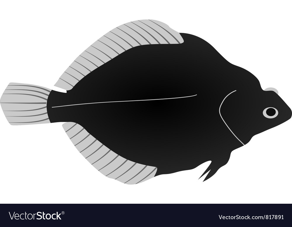 Flounder Royalty Free Vector Image - VectorStock
